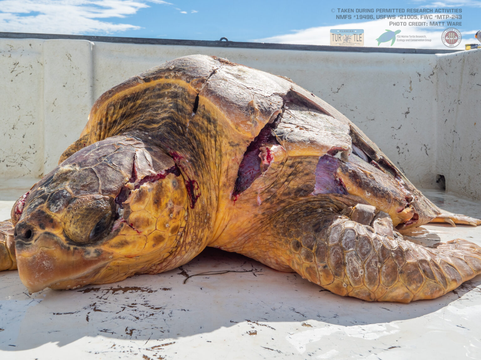 Causes – Tour de Turtles